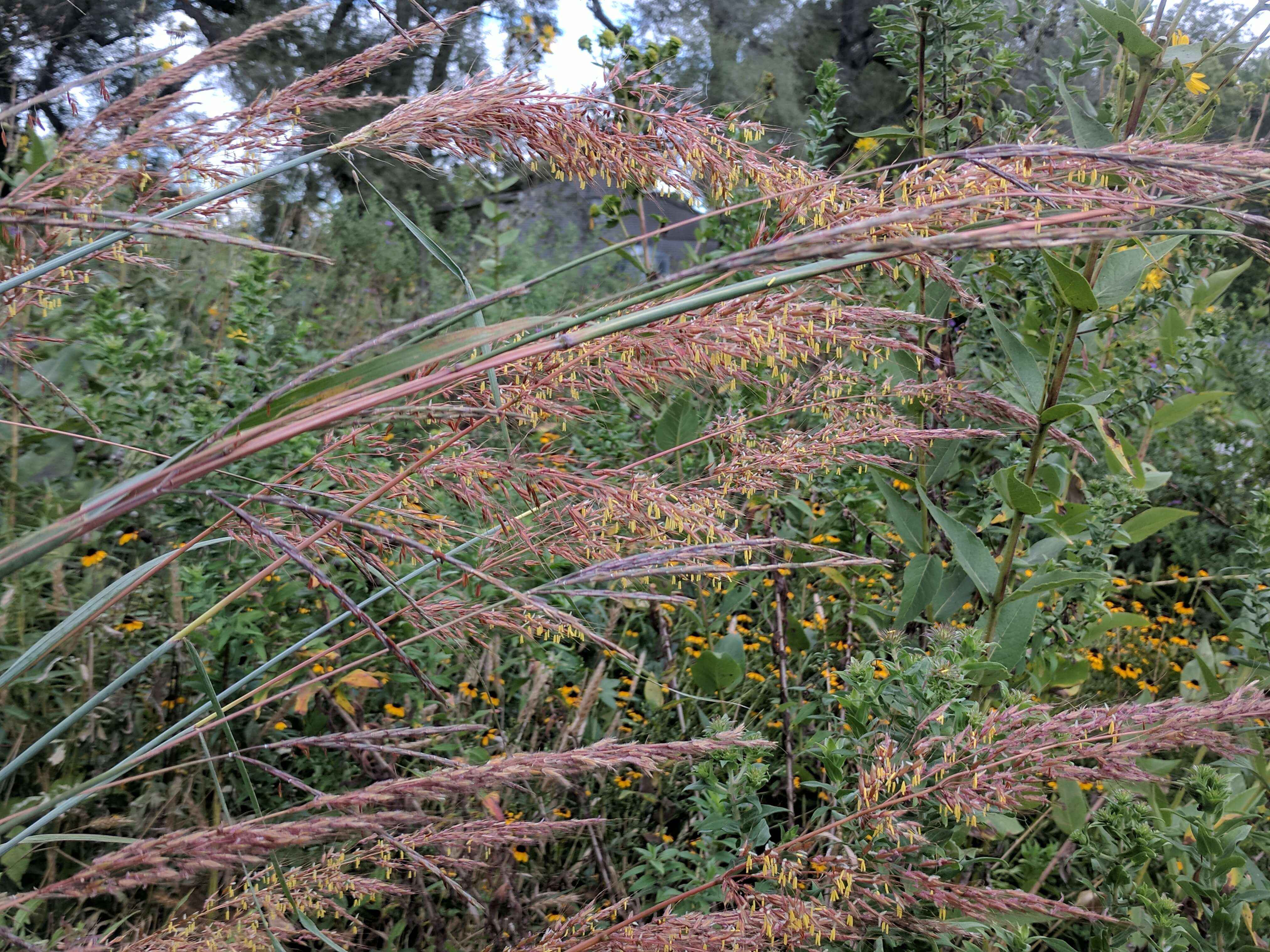 grass – Backyard Botanicals